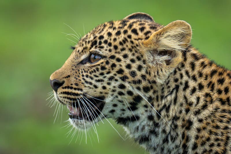 Close-up of Leopard Cub Standing Mouth Open Stock Photo - Image of ...