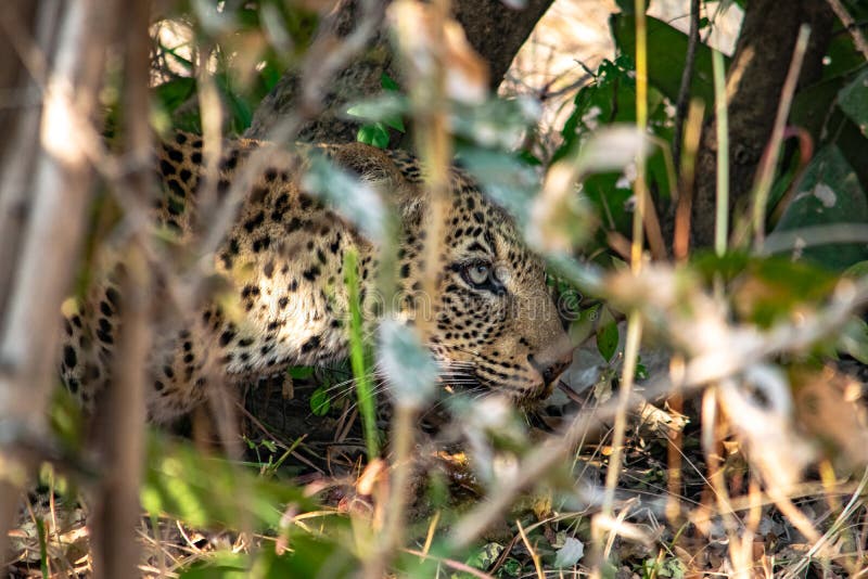 Close-up of a Leopard Eating an Impala in the Bush Stock Image - Image ...