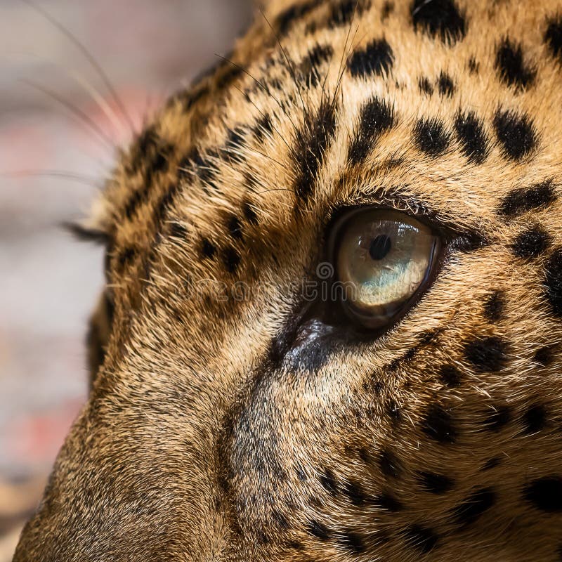 Close up leopard eye. stock photo. Image of textured - 123716310
