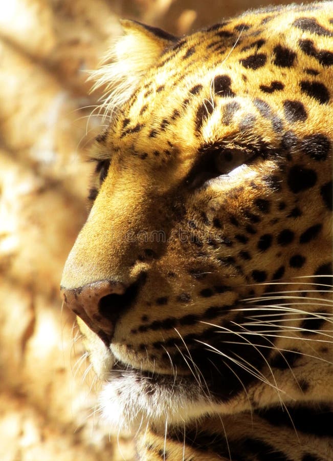 Close-up Leopard Face Side View Stock Image - Image of beautiful ...