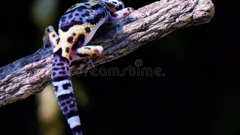 A Close Up of Leopard Gecko Stock Footage - Video of habitat, wildlife ...