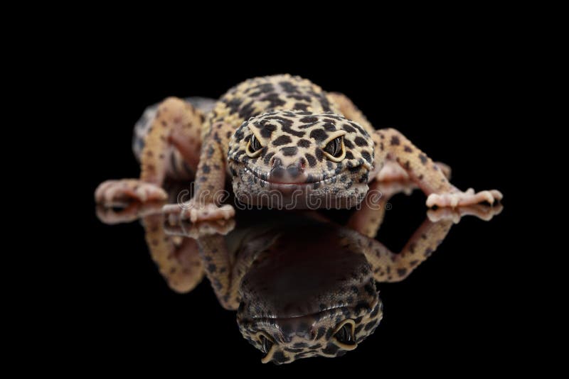 Close-up Leopard Gecko Eublepharis Macularius Isolated on Black ...