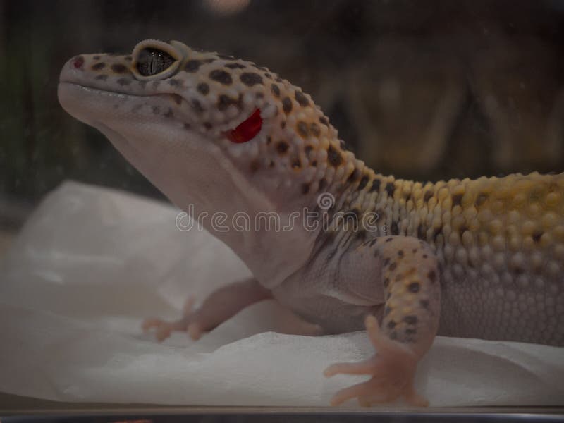 Close Up Leopard Gecko Lizard. Stock Photo - Image of animal ...