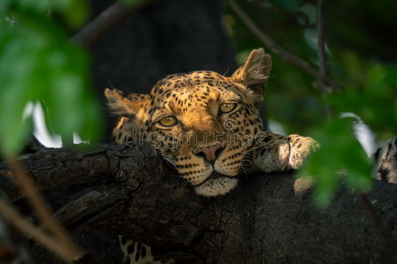 Close-up of Leopard Laying Head on Branch Stock Photo - Image of trees ...