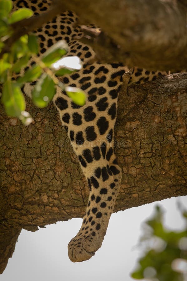 Close-up of Leopard Leg Dangling from Branch Stock Image - Image of ...