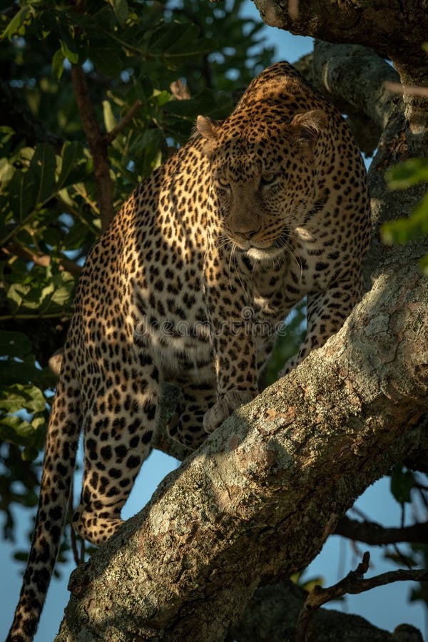 Close-up of Leopard Looking Down from Tree Stock Photo - Image of ...