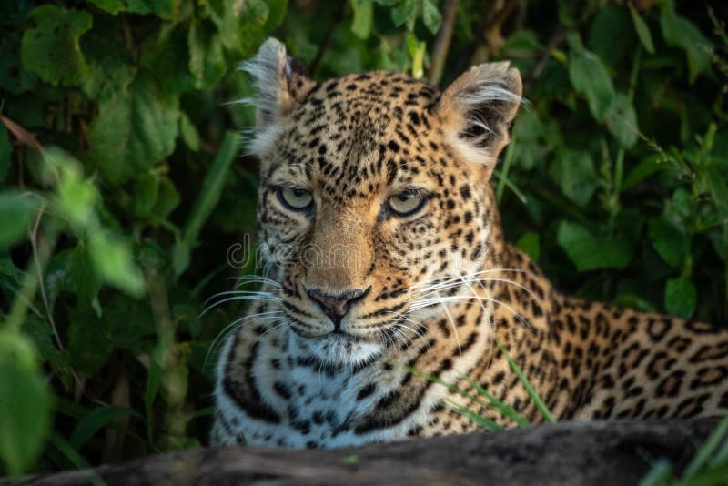 Close-up of Leopard Lying Down in Bushes Stock Image - Image of mammal ...