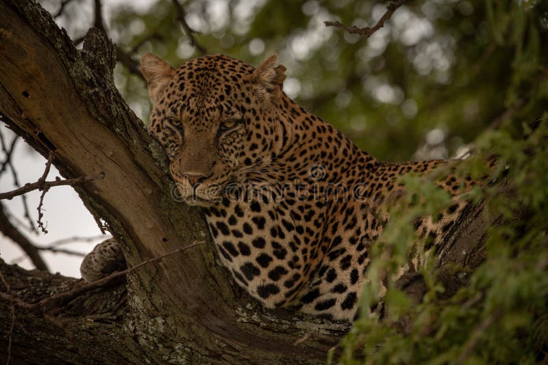 Close-up of Leopard Lying in Tree Looking Down Stock Image - Image of ...
