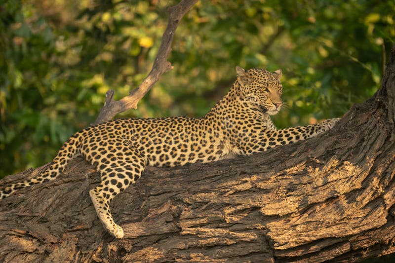 Close-up of Leopard Lying on Tree Trunk Stock Photo - Image of five ...