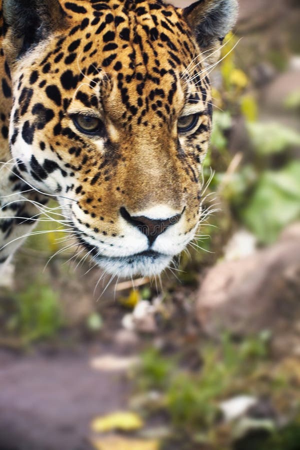 Close up Leopard Portrait stock photo. Image of animal - 7200066
