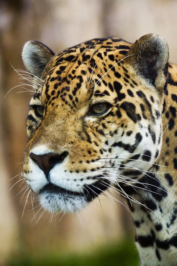 Close up Leopard Portrait stock photo. Image of environment - 7200216