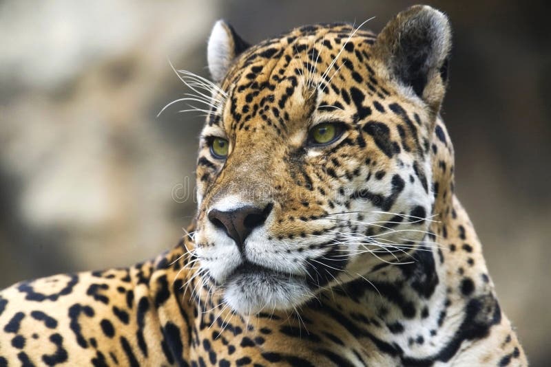 Close up Leopard Portrait stock photo. Image of vicious - 7250236
