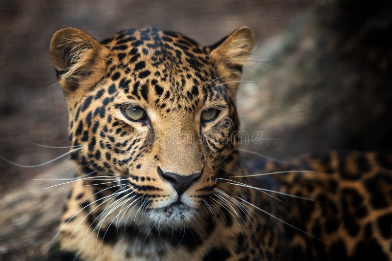 Close up leopard portrait stock photo. Image of forest - 126383558