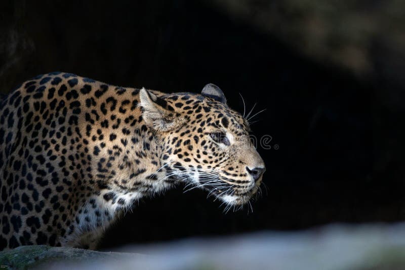 Close-up of a Leopard in Profile Against a Dark Background ...