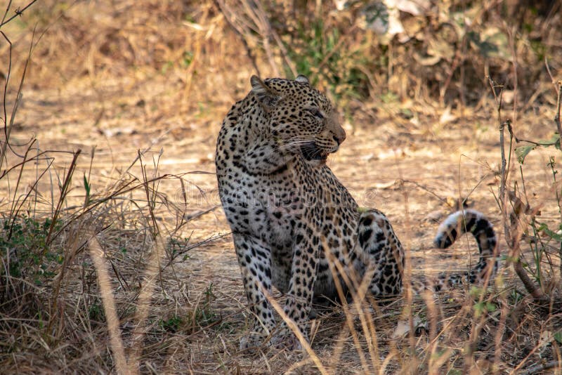 Close-up of a Leopard Resting in the Bush after Eating Stock Image ...