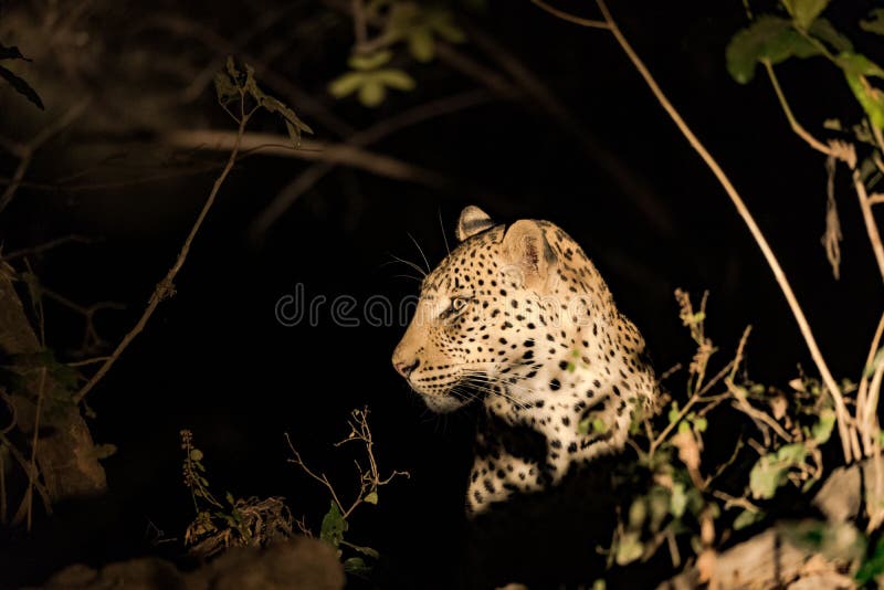 Close-up of a Leopard Resting in the Bush during the Night Stock Image ...