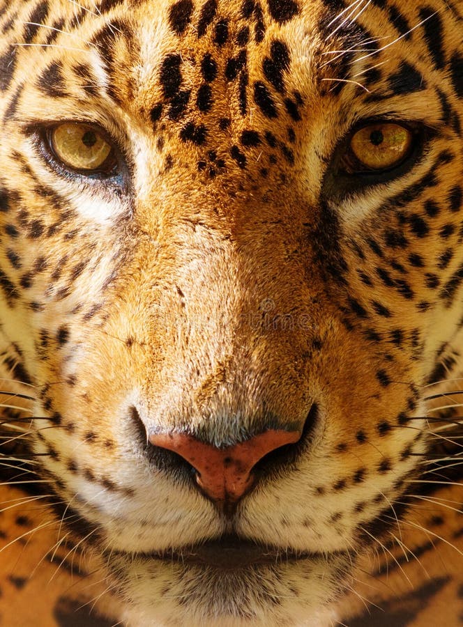 Close-up of a leopard stock photo. Image of spots, muzzle - 33818026
