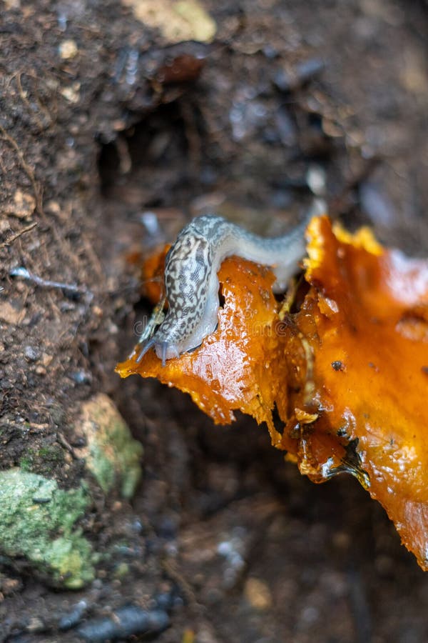 Leopard Slug and a Mushroom Stock Image - Image of slimy, brown: 344774845