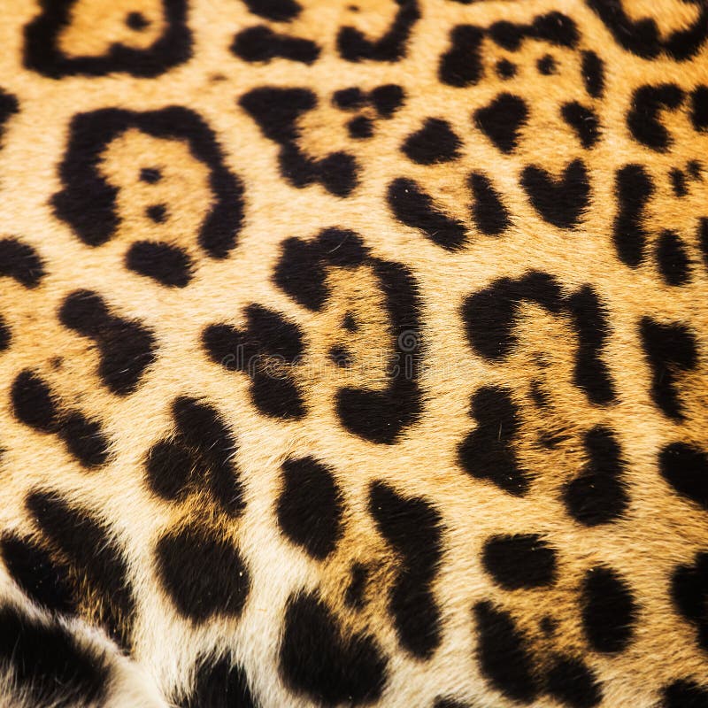 Close Up Leopard Spot Pattern Texture Stock Photo - Image of gradient ...