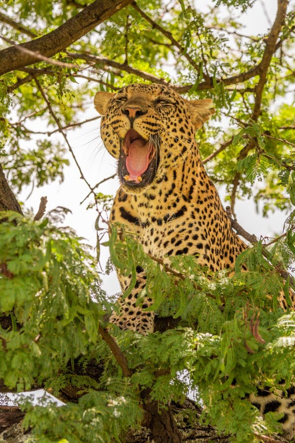 Close-up of Leopard Stand Yawning in Tree Stock Image - Image of tree ...