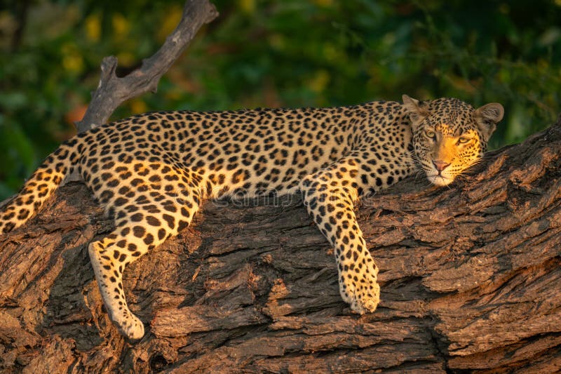 Leopard Straddling Stock Photos - Free & Royalty-Free Stock Photos from ...