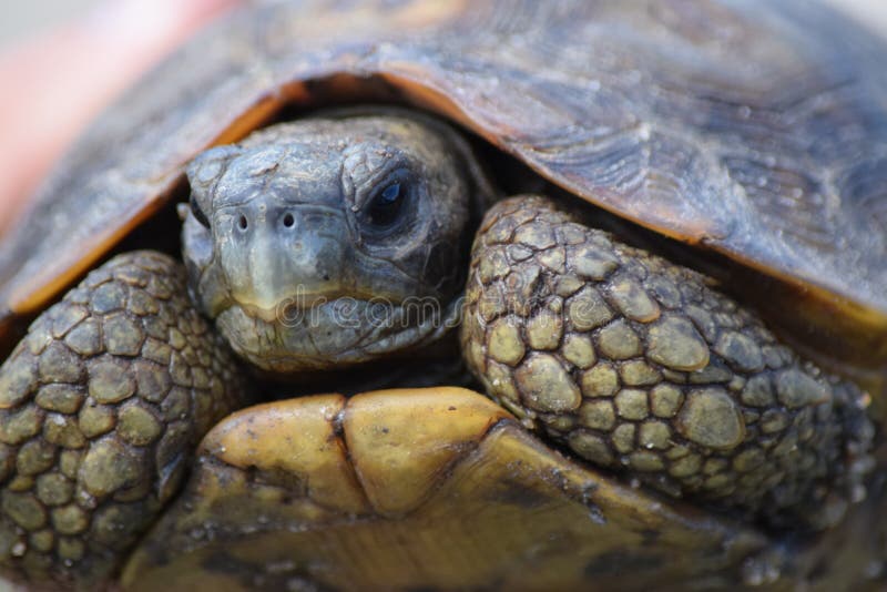 Close Up of a Leopard Tortoise Stock Photo - Image of five, animals ...