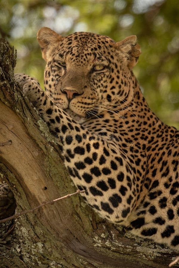 Close-up of Leopard in Tree Watching Camera Stock Image - Image of ...