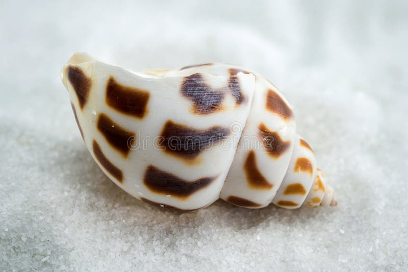 A Close-up of a Leopard Volute Shell on a White Sand Stock Image ...
