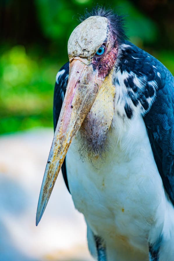 Close Up of Lesser Adjutant or Leptoptilos Javanicus Stock Image ...