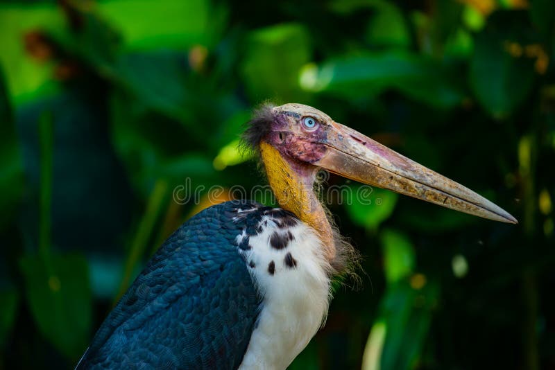 Close Up of Lesser Adjutant or Leptoptilos Javanicus Stock Image ...