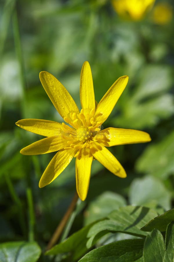 Close Up at a Lesser Celandine Spring Flower Stock Photo - Image of ...