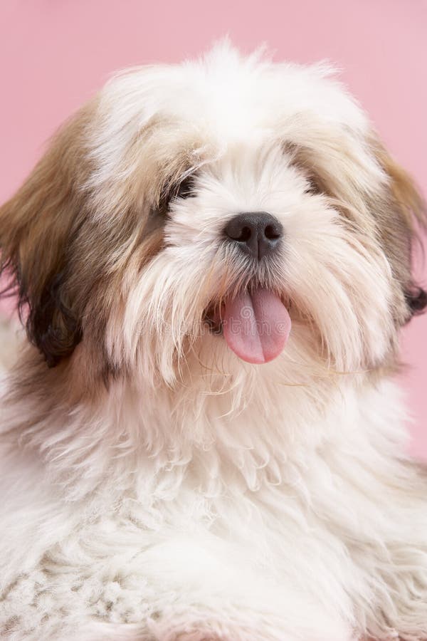Close Up of Lhasa Apso Dog stock image. Image of camera - 8756387