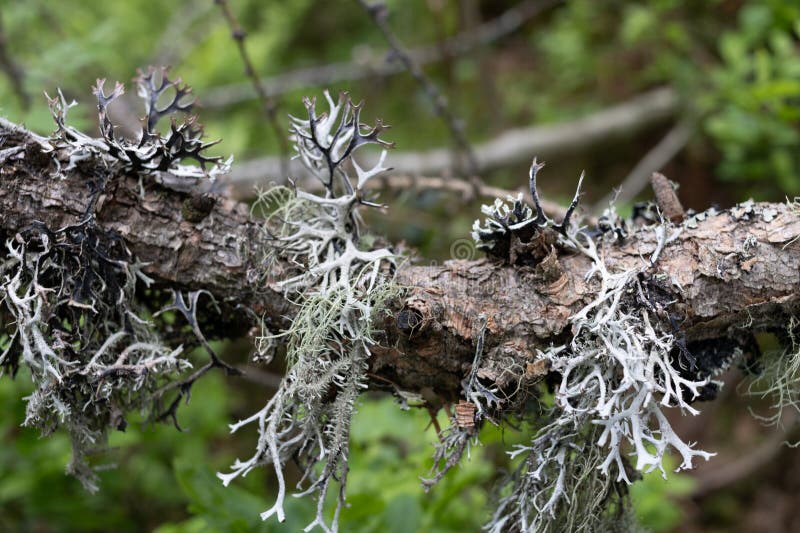 Close Up of Lichen Growing on Bark Stock Photo - Image of alpine, tree ...