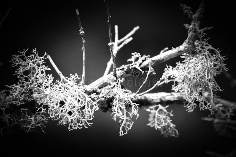 Close Up of Lichen Growing on Branch Stock Image - Image of small, tree ...