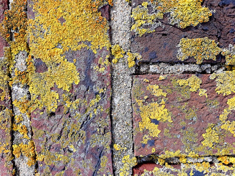 Lichen Growing on an Old Brock Wall Stock Image - Image of rough ...