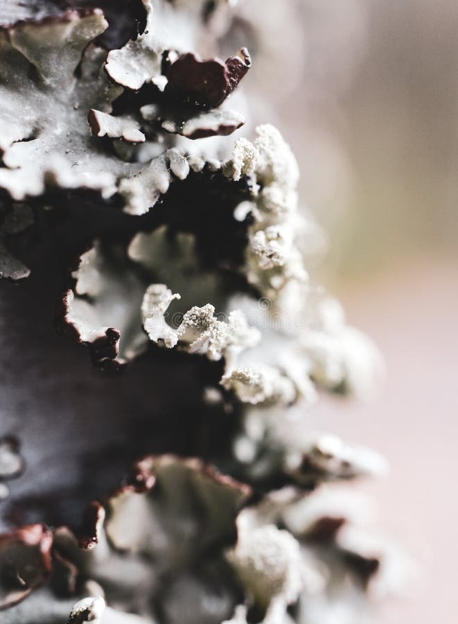 A Close Up of Lichen Growing on Tree Stock Photo - Image of macro, tree ...