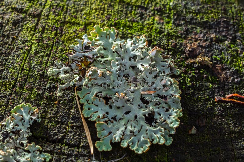 A Close Up of Lichen Hypogymnia Physodes on a Old Tree Branch Stock ...