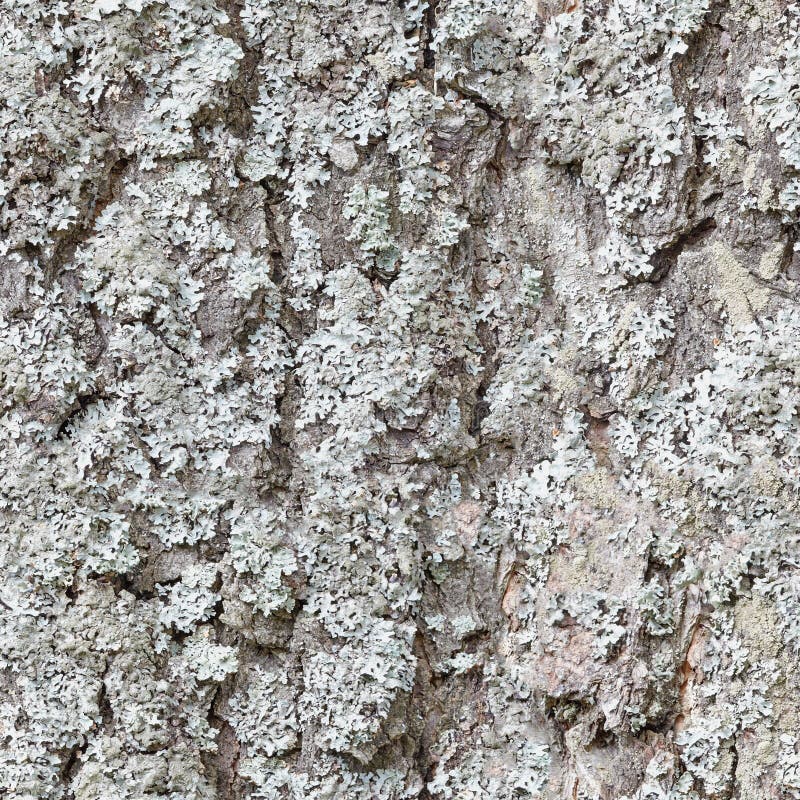 1,014 Lichen Seamless Texture Stock Photos - Free & Royalty-Free Stock Photos from Dreamstime