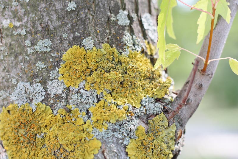 427 Crustose Lichens Photos - Free & Royalty-Free Stock Photos from ...