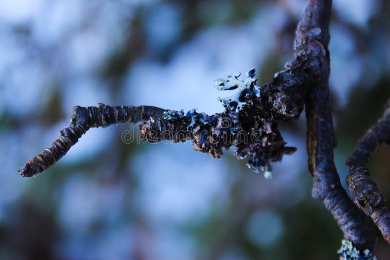 Close Up Lichens on Small Tree Branches. Lichens on the Branch Stock ...