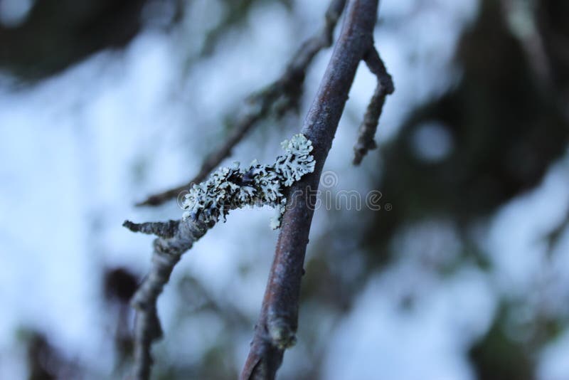 Close Up Lichens on Small Tree Branches. Lichens on the Branch Stock ...