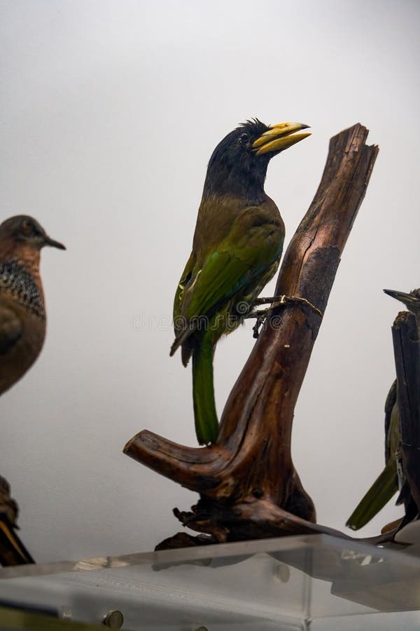 Close-up of Lifelike Bird Specimen Model Editorial Stock Photo - Image ...