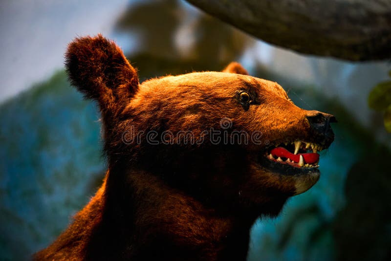 Close-up of the Lifelike Brown Bear Model Stock Photo - Image of lines ...
