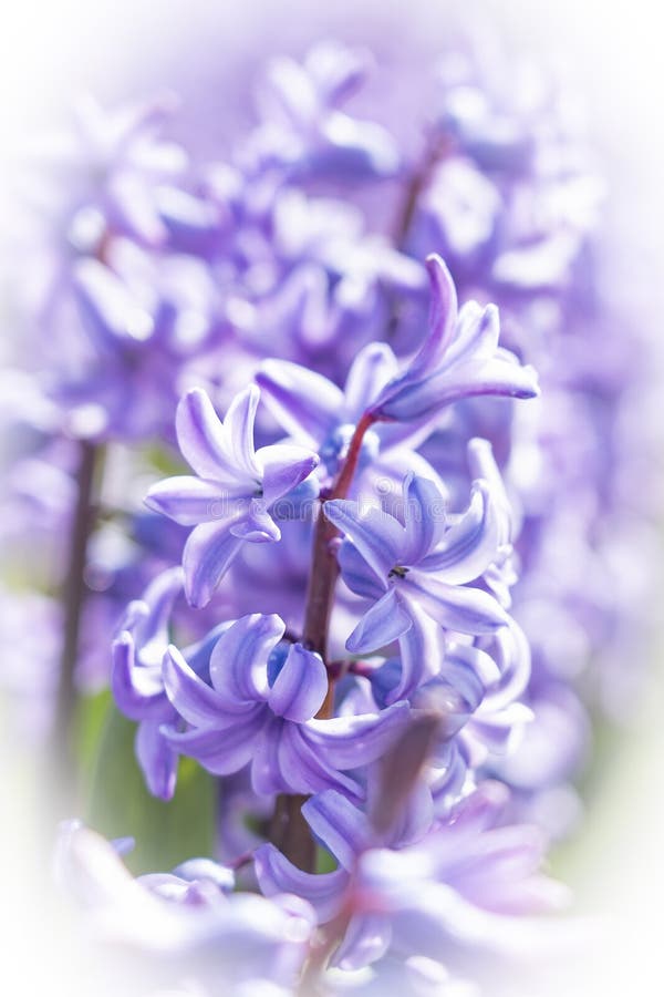 Close-up of Light Blue Hyacinth with White Vignetting Stock Photo ...