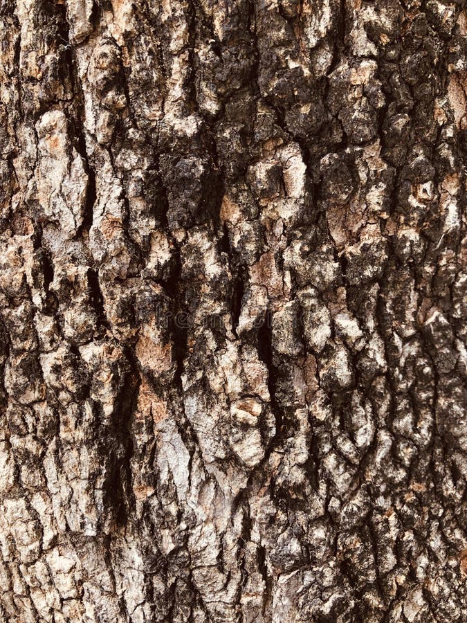 Light brown bark close up stock image. Image of brown - 193186473