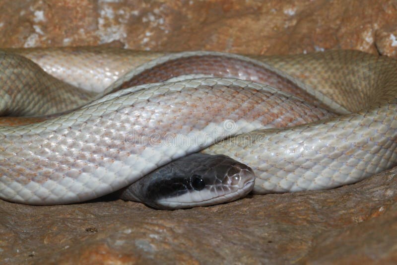 Close Up Light Brown Color Snake Stock Photo - Image of life, forest ...