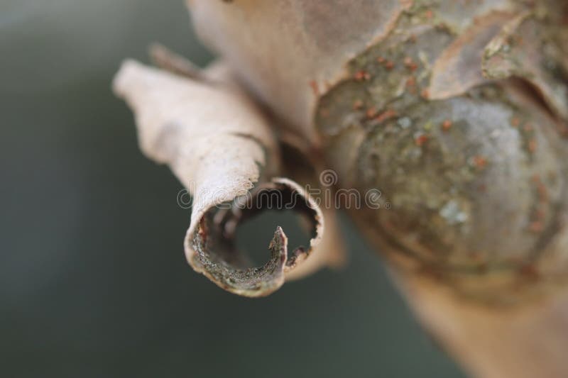 Close-up of Light Brown Elm Tree Bark Curl Against Gray Stock Photo ...
