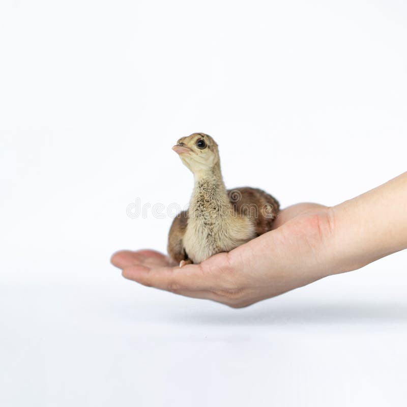 Close Up of a Light Brown Indian Pea Perched on a Human Hand Turned in ...