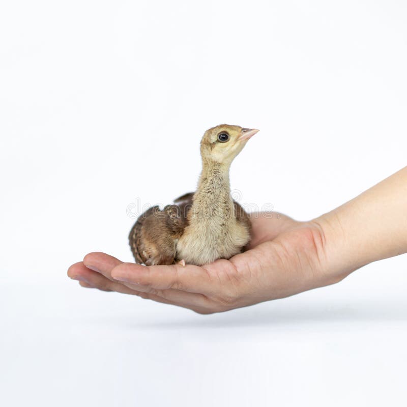 Close Up of a Light Brown Indian Pea Perched on a Human Hand Turned in ...