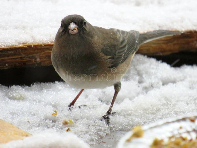 Close Up of a Light Brown Junco in the Snow Stock Image - Image of ...